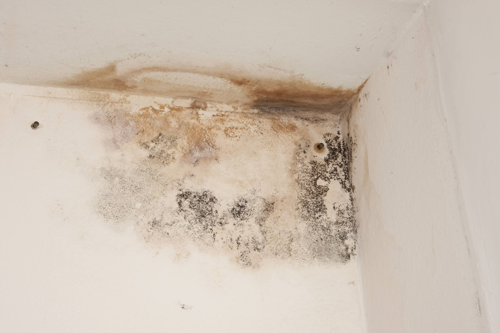 How Mold Affects Your Health and What You Can Do About It